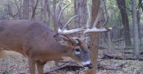 ScrapeFix How To Make Mock Scrapes Using Wind Pro Scrape System